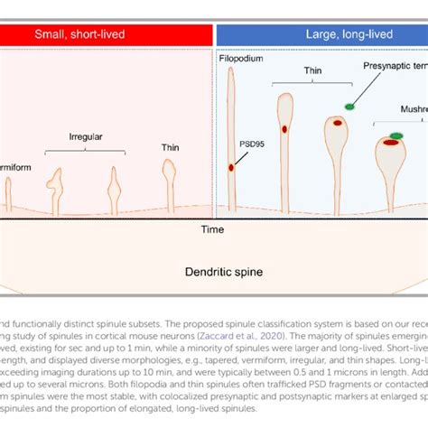 Spinule Structure And Proposed Functions In Psychiatric Disease