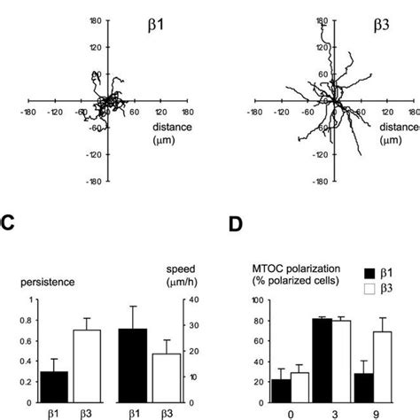 Model For The Control Of Cell Migration By Integrin Specific Regulation
