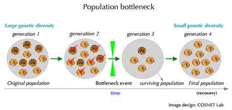 Bottleneck Effect Definition Example Video Lesson