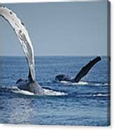 Humpback Whale Pectoral Slap Maui Photograph by Flip Nicklin - Pixels