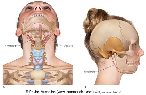 File Styloid Process Of Temporal Bone Lateral Wikimedia 50 Off