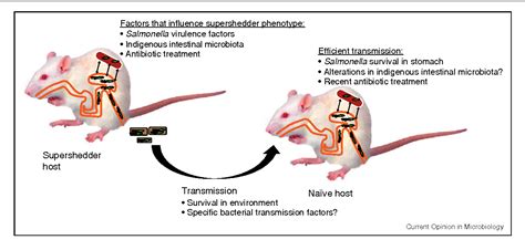 Salmonella Transmission