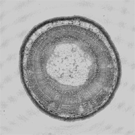 Fig 4 Complex Fields Imaging Compared To Multi Plane Mp Phase