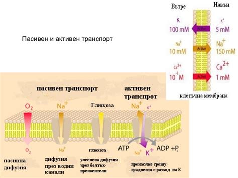 Физиология на растителната клетка 2