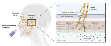 Daniel Quintana Phd On Linkedin Our New Paper On The Interplay Of Oxytocin And Sex Hormones Is