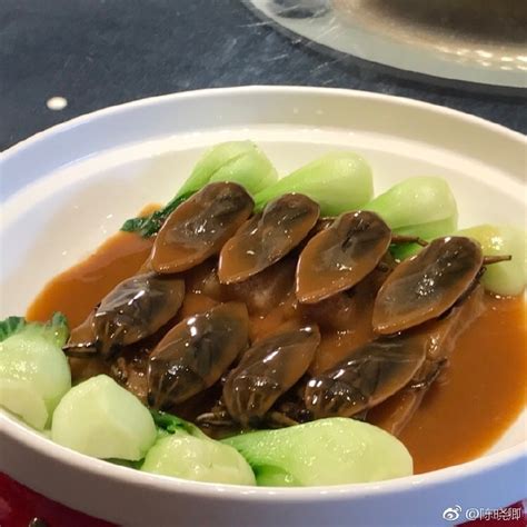 桂花蝉 博海拾贝