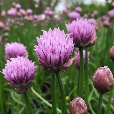 Allium Chivette Ornamental Chives Chivette Tray Of 50 Cells