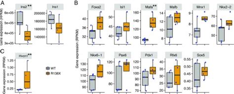 Mice Harboring The Human Slc30a8 R138x Loss Of Function Mutation Have Increased Insulin