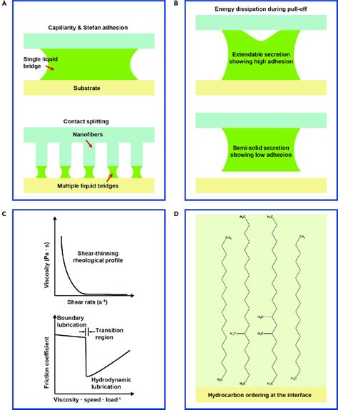 Main Principles Of Wet Adhesion A Capillarity And Stefan Adhesion Download Scientific Diagram Main Principles Of Wet Adhesion A Capillarity And Stefan Adhesion Download Scientific Diagram
