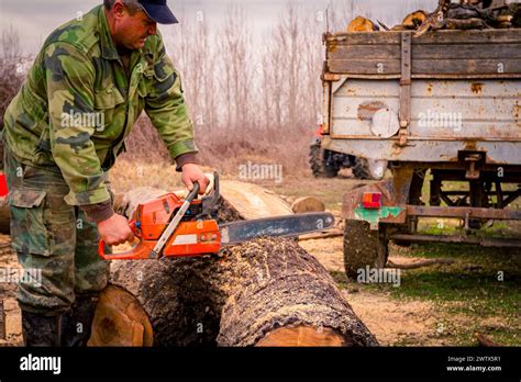 lumberjack is chopping split large tree trunks using professional
