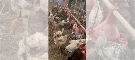 Куры несушки купить во Владимире Животные и зоотовары Авито