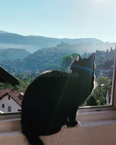 Ventana Del Gato Ciudad Negra De Sarajevo Foto De Archivo Imagen De