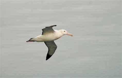 Macquarie Island Adventure Albatross