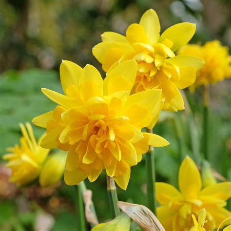 Narcissus Tete Boucle Double Daffodils And Species Narcissi Bulbs Gee