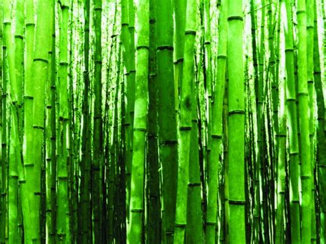 Plantations International Bamboo