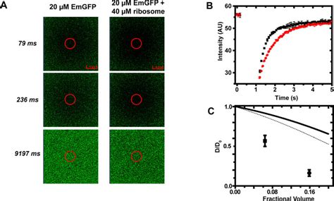 Gfp Ribosome Interactions Slow Gfp Diffusion A Selected Confocal Download Scientific Diagram