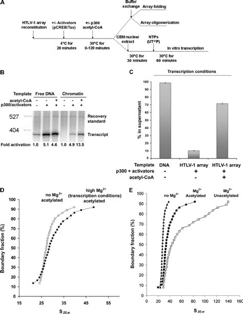 Activator Dependent P300 Acetylation Enhances Transcription And