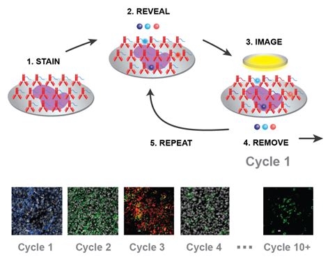 Phenocycler Fusion Codex® Technology And Workflow Steps