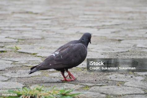 바위 비둘기 바위 비둘기 또는 일반 비둘기는 조류 가족 Columbidae의 일원입니다 일반적으로 이 새는 종종 단순히 비둘기라고 합니다 0명에 대한 스톡 사진 및 기타