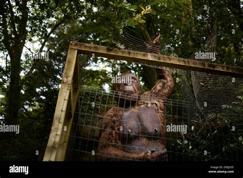 Gigantopithecus Blacki Brain Size