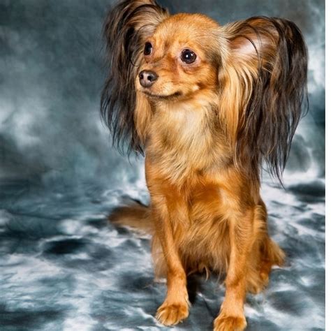 Russian Toy Köpek Irkı Özellikleri Ve Bakımı Pet İhtiyaç Blog