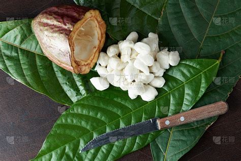 美味的可可种子