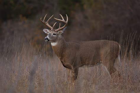 Chronic Wasting Disease In Deer Alabama Cooperative Extension System