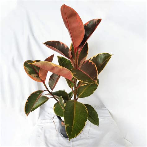 Ruby Plant Ubicaciondepersonascdmxgobmx