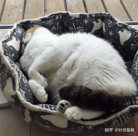猫咪“露肚子”睡觉，原来有这些秘密 知乎