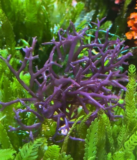 Blue Hypnea Hypnea Pannosa Marine Saltwater Macroalgae Plant