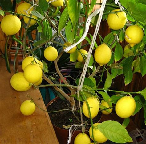 Как вырастить лимоны в домашних условиях Растения Сад на балконе квартиры Идеи посадки растений