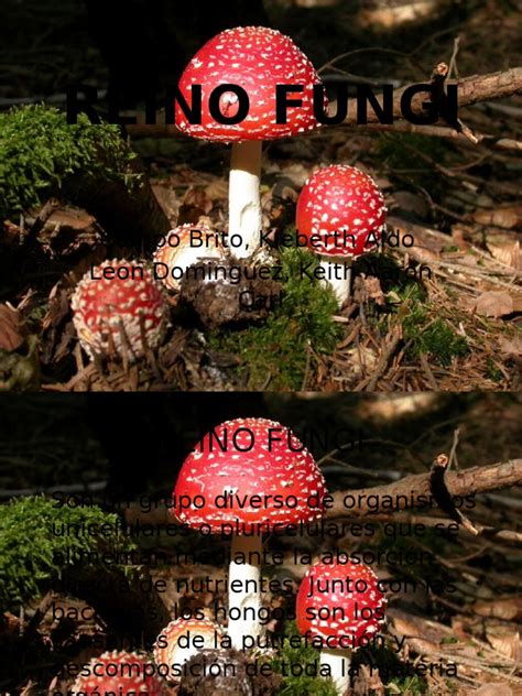 Reino Fungi Pdf Espora Hongo