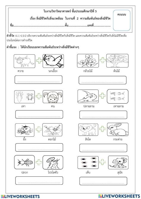 ใบงานความสัมพันธ์ของสิ่งมีชีวิต Worksheet Teachers School Subjects