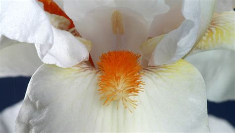 Bearded Iris Identification Garden Guides