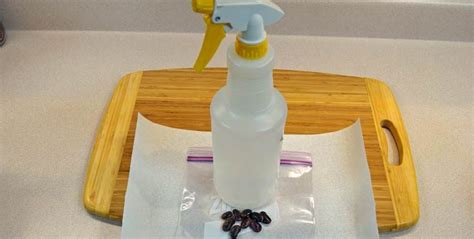 Easy Seed Germination Testing At Home Terroir Seeds