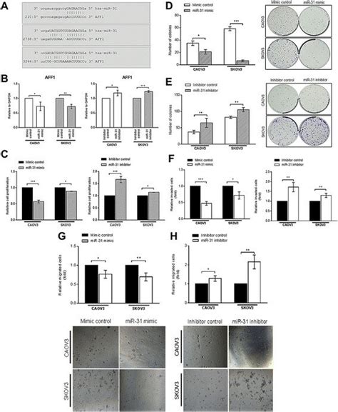 Mir 31 Down Regulates Aff1 Reduces Seoc Cell Proliferation Colony