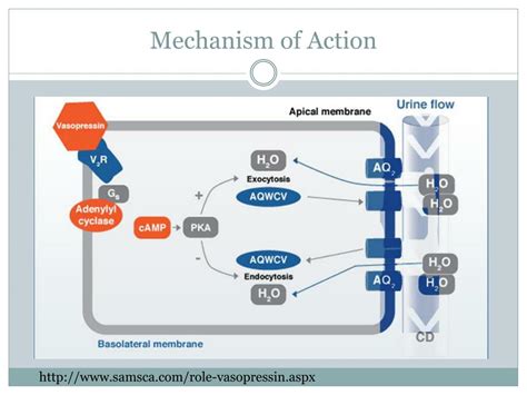 Ppt Vasopressin Powerpoint Presentation Free Download Id2094744