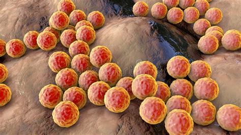 Bakteria Staphylococcus Aureus Stock Illustrationer Illustration Av Mikrober Mikroorganismer