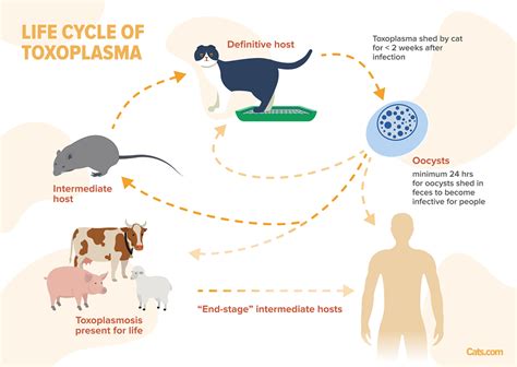 Toxoplasmose Chez Le Chat Causes Symptômes Et Traitement