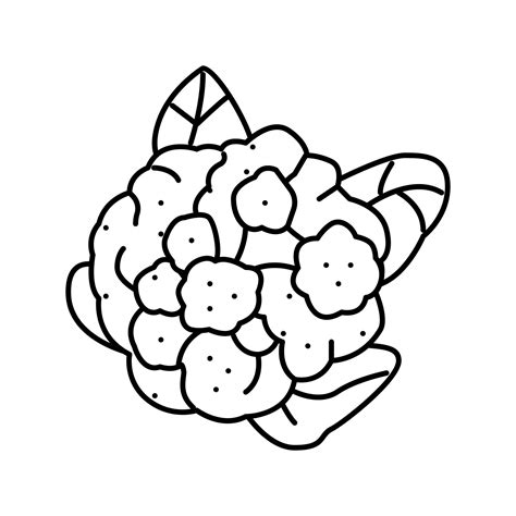Cauliflower Cabbage Line Icon Vector Illustration 19543314 Vector Art