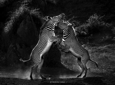 The Majestic Wildlife Photography Of Marina Cano Is Inspiring Light