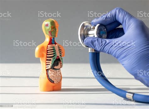 내부 장기가 있는 청진기 3d 인간 모델로 청취하는 의사 손 클로즈업 의료 진단 및 치료의 개념 개념에 대한 스톡 사진 및 기타