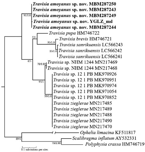 maximum likelihood ml tree of travisiidae based on 16s sequences