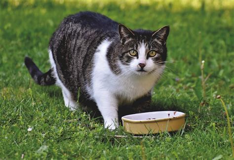 La Alimentación Del Gato La Era Gatera