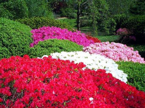 How To Grow And Care For Azaleas Artofit