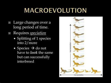 Novel Example Of Macroevolution At Amy Dixon Blog