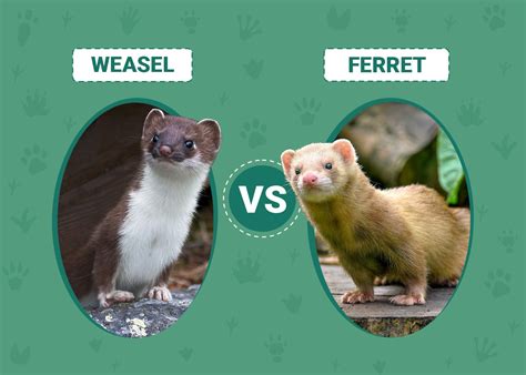 Weasel Vs Ferret Whats The Difference Pangovet