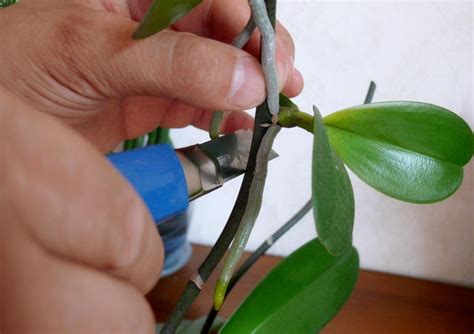 Як розмножити орхідею будинку — Zhinka