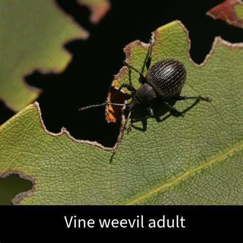 Nematop Adult Vine Weevil Trap From D T Brown