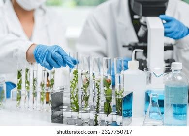 Botany Science Laboratory Green Plant Experiment Stock Photo 2327750717 Shutterstock